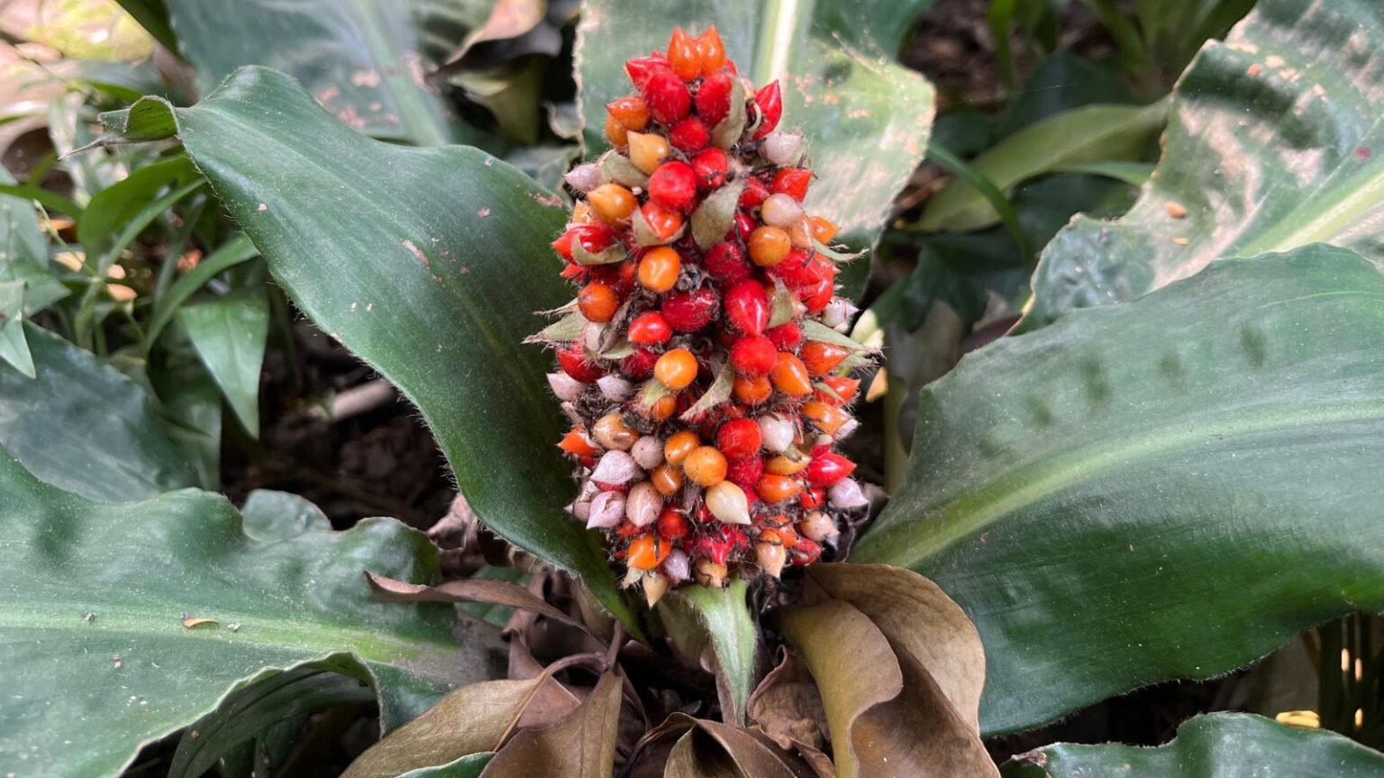 How to Plant, Grow, and Care for Rohdea Japonica