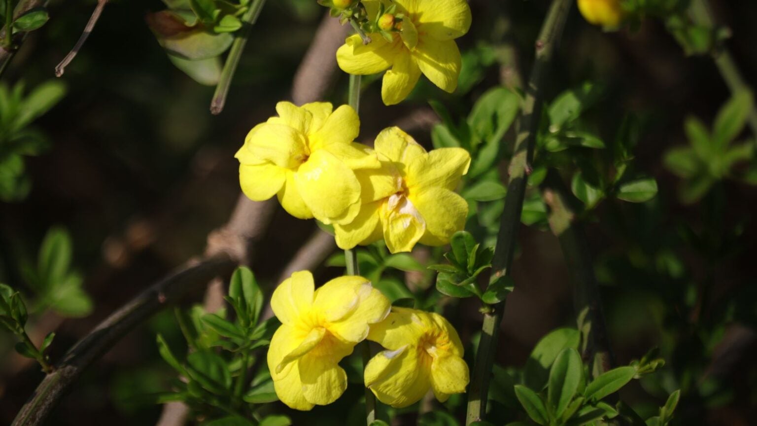 How to Plant, Grow, and Care for Winter Jasmine