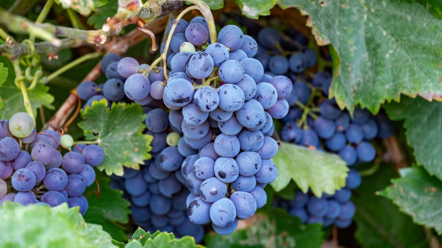 How to Plant, Grow, and Care for Grapes