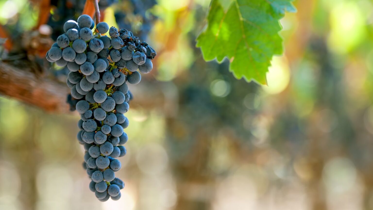 How to Plant, Grow, and Care for Grapes