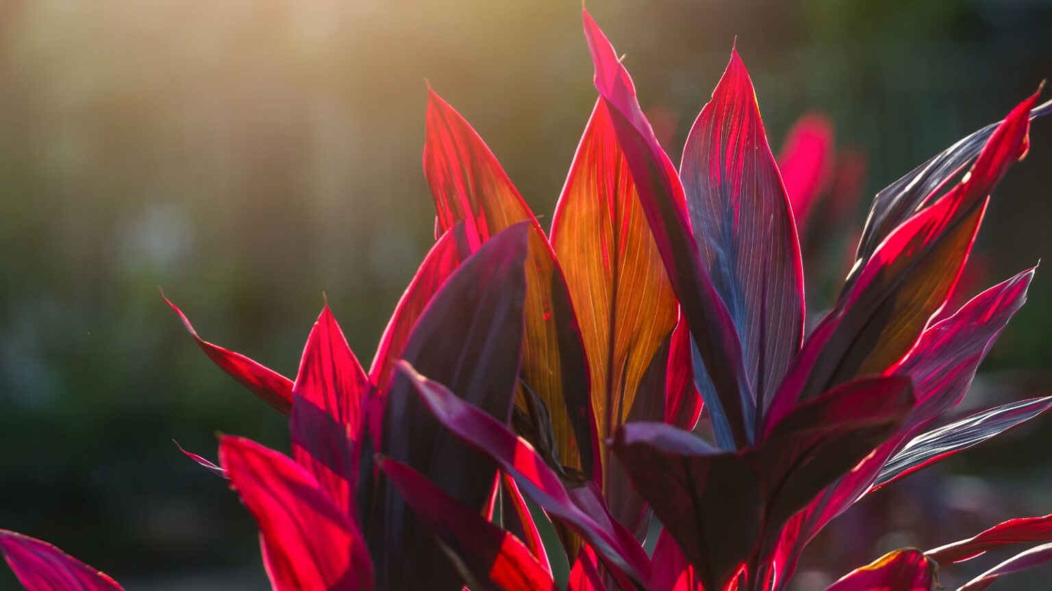 How to Plant, Grow, and Care for Hawaiian Ti Plant