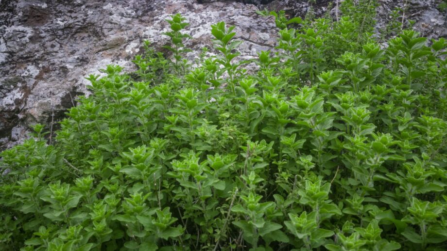 How to Plant, Grow, and Care for Oregano