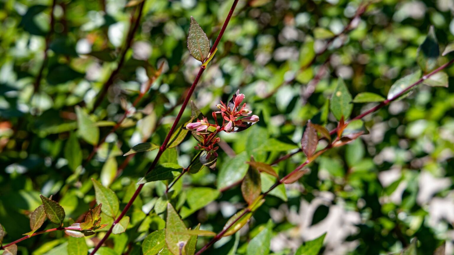 How to Plant, Grow, and Care For ‘Ruby Anniversary’ Abelia