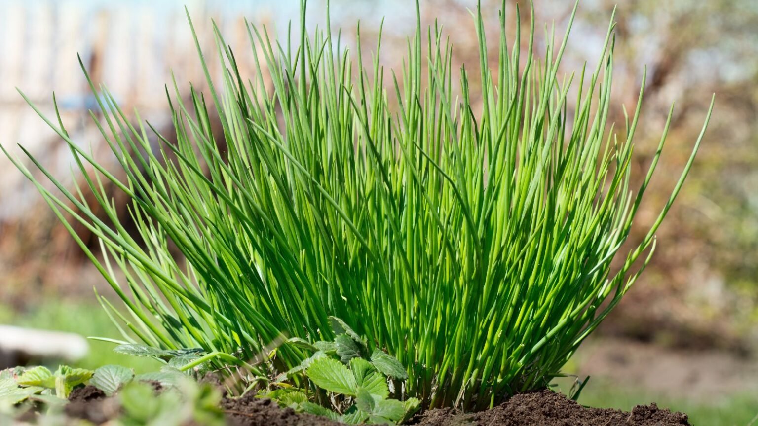 How to Plant, Grow, and Care for Chives