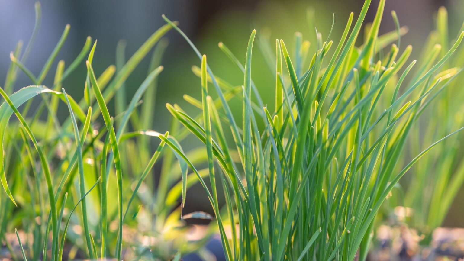 How to Plant, Grow, and Care for Chives