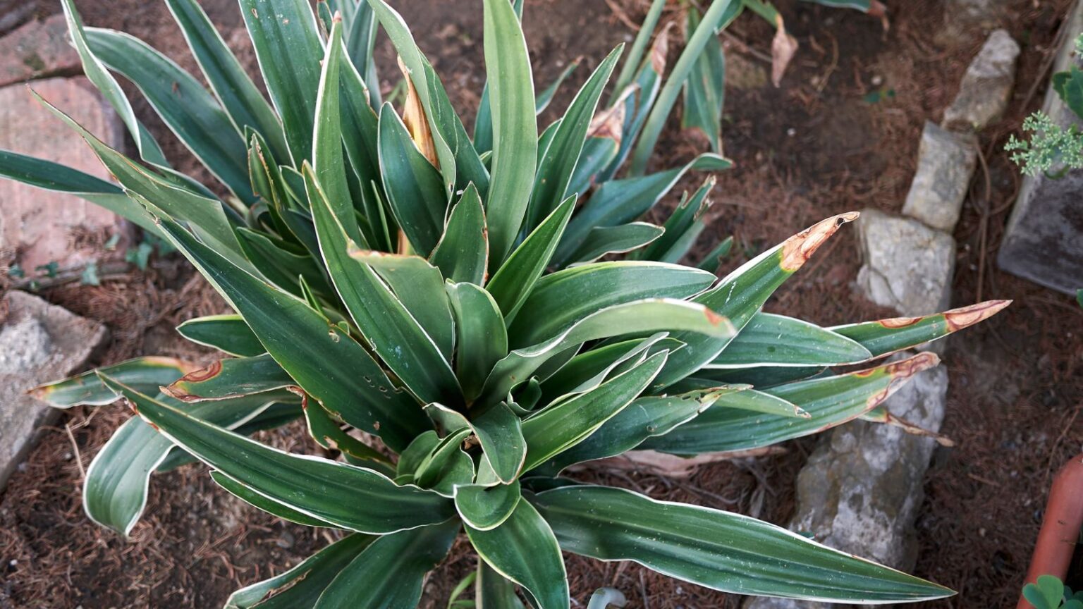 How to Plant, Grow, and Care for Rohdea Japonica