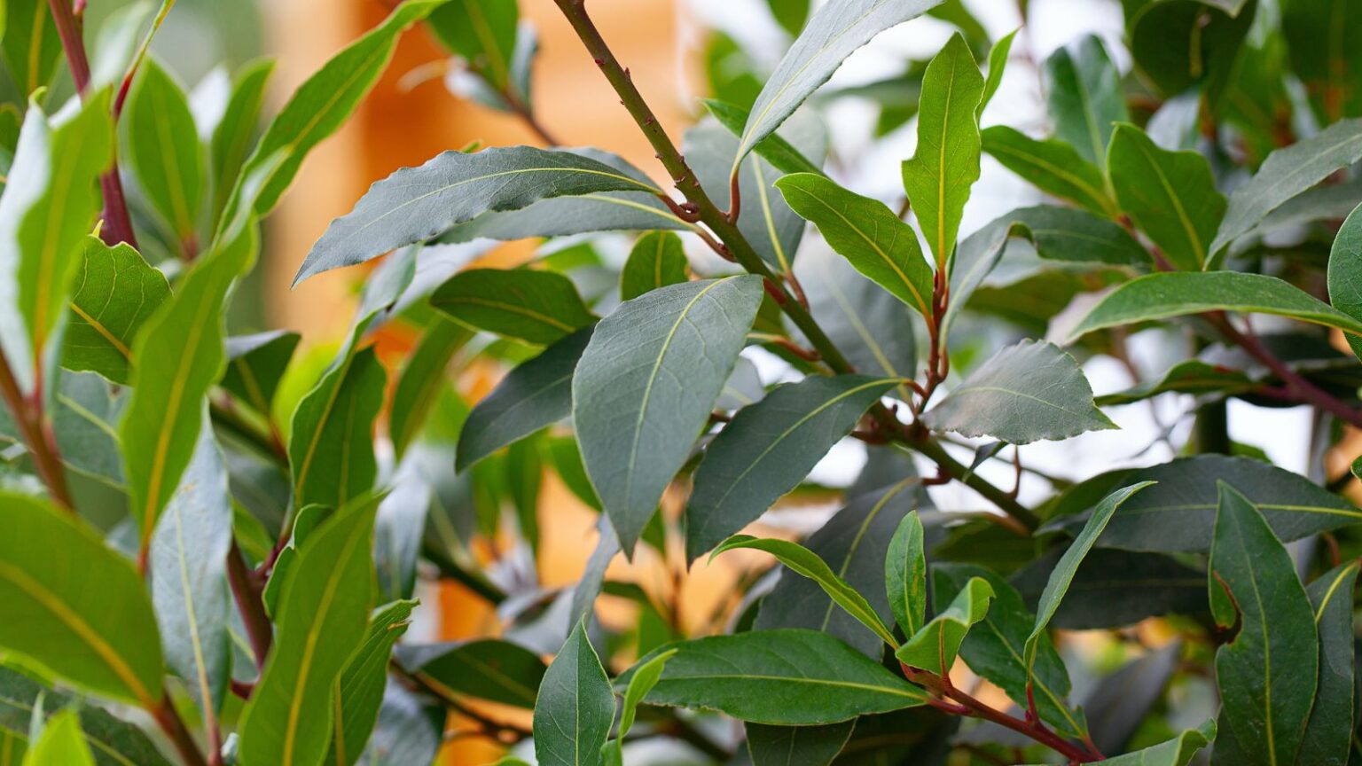 How to Plant, Grow, and Care for Bay Laurel