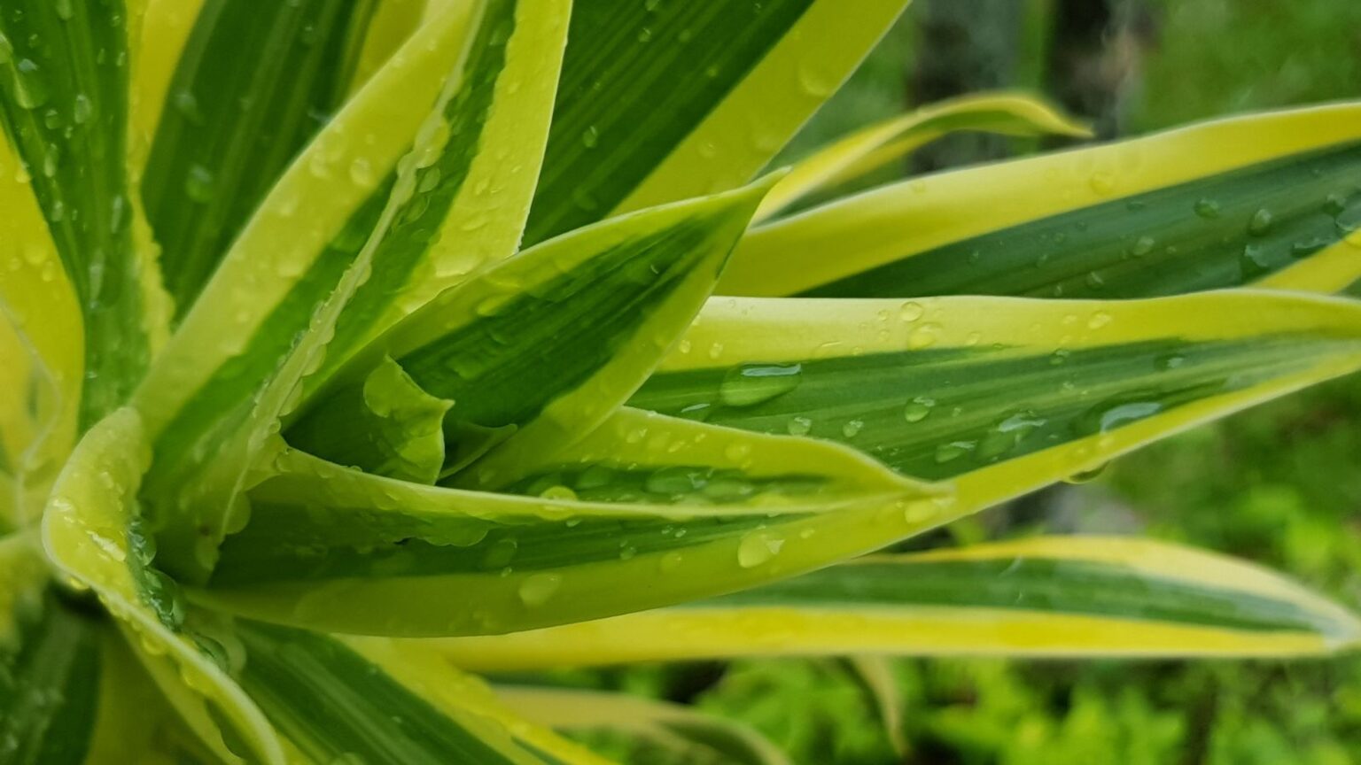 How to Plant, Grow, and Care for Rohdea Japonica