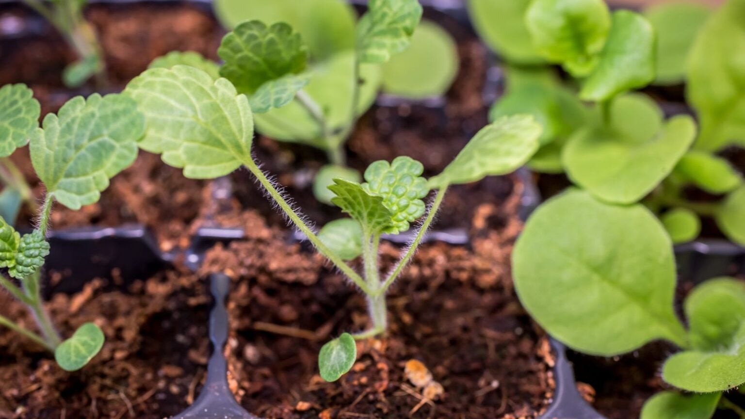 How to Plant, Grow, and Care for Bells of Ireland