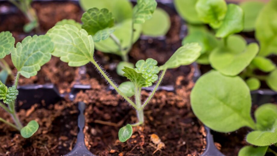 How to Plant, Grow, and Care for Bells of Ireland