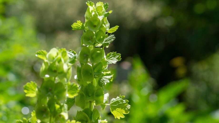 How to Plant, Grow, and Care for Bells of Ireland