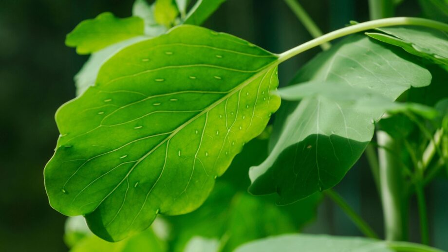 How to Plant, Grow, and Care for Papalo Herb