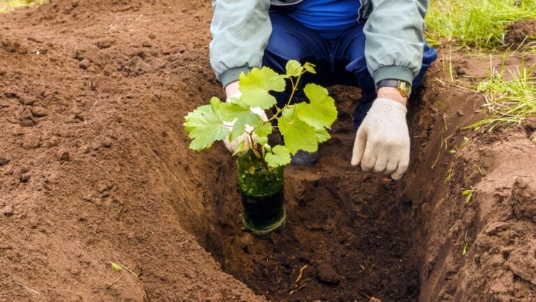 How to Plant, Grow, and Care for Grapes