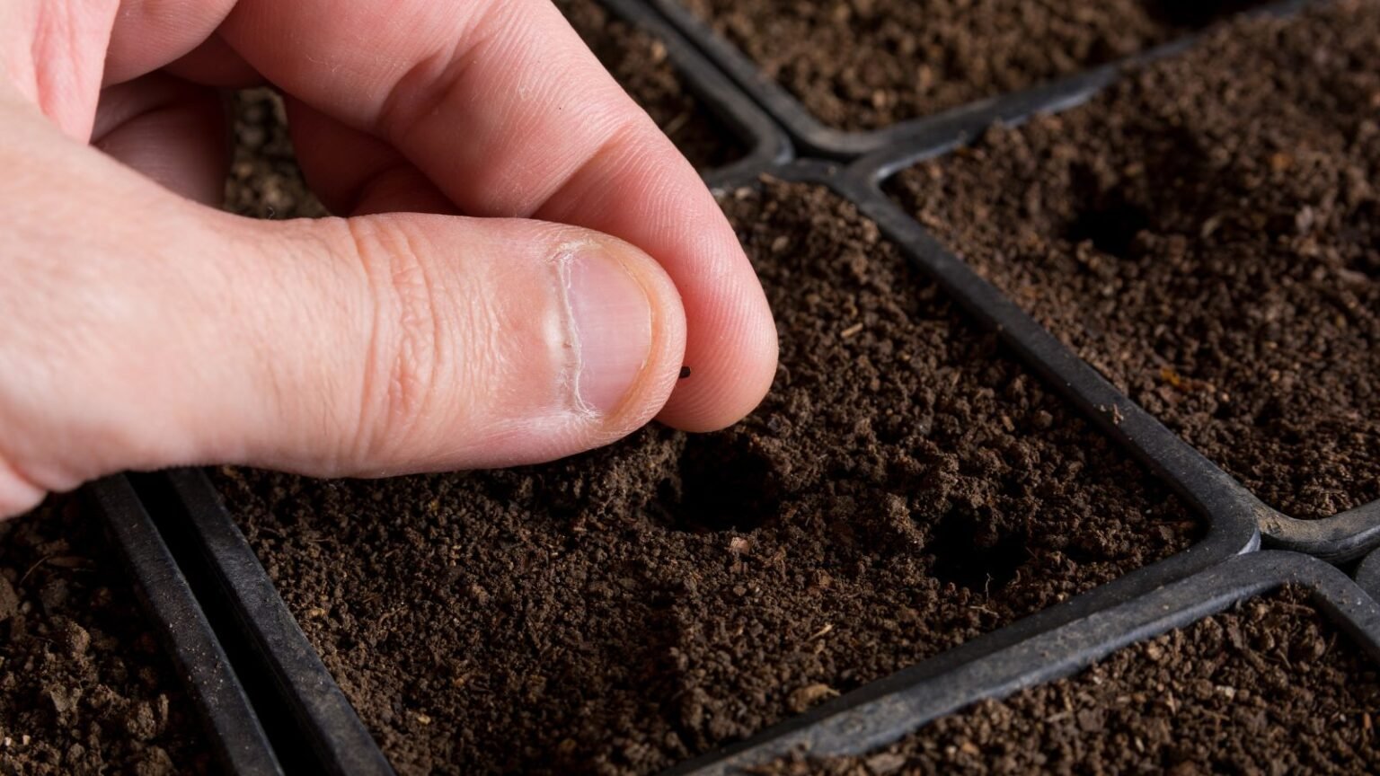 How to Winter Sow Vegetables in 7 Easy Steps