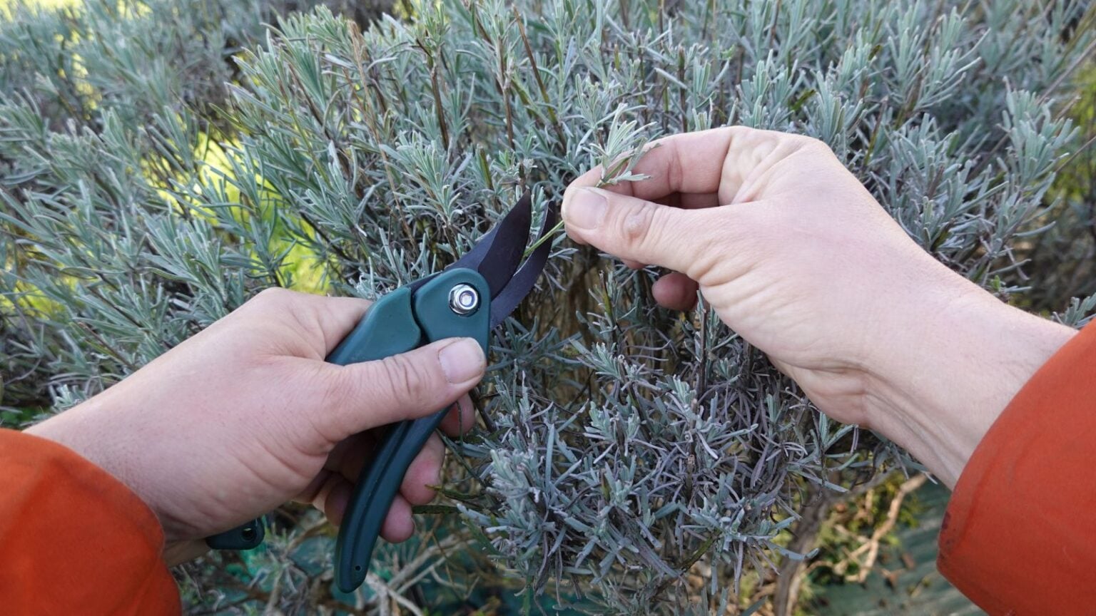 How to Propagate Lavender in 5 Ways
