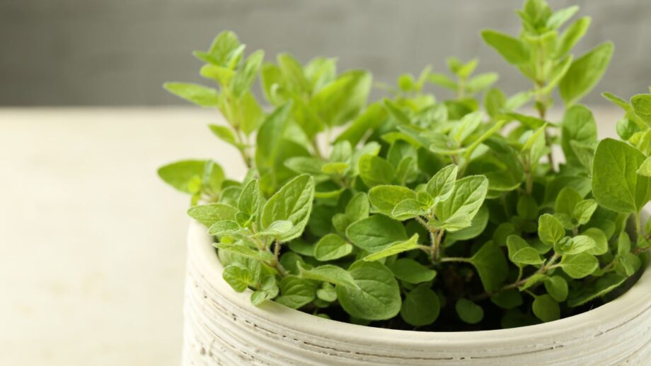 How to Plant, Grow, and Care for Oregano