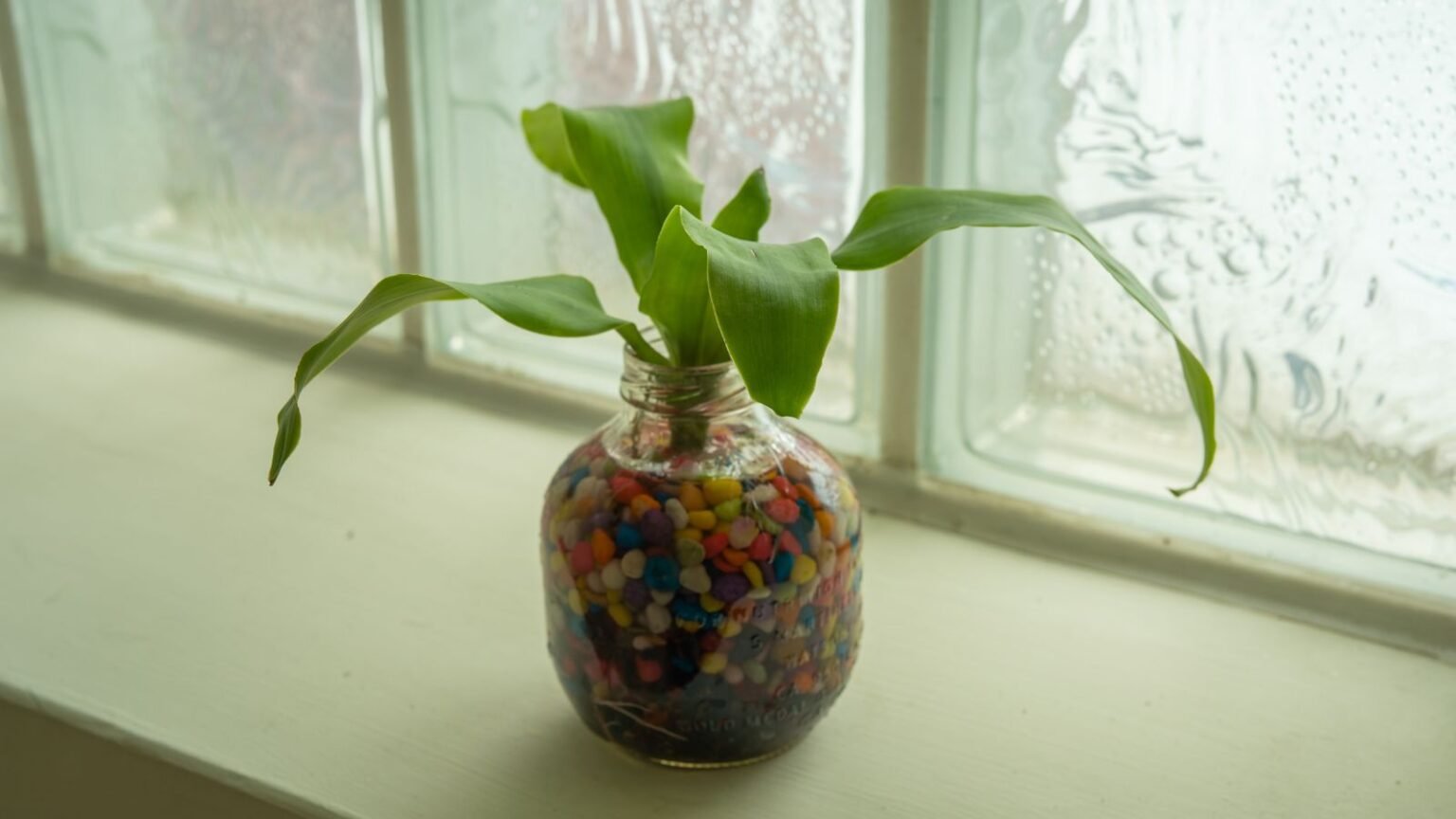 How to Plant, Grow, and Care for Rohdea Japonica