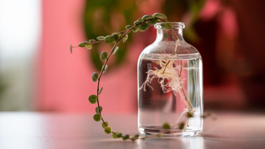How To Propagate Peperomia in 3 Easy Ways