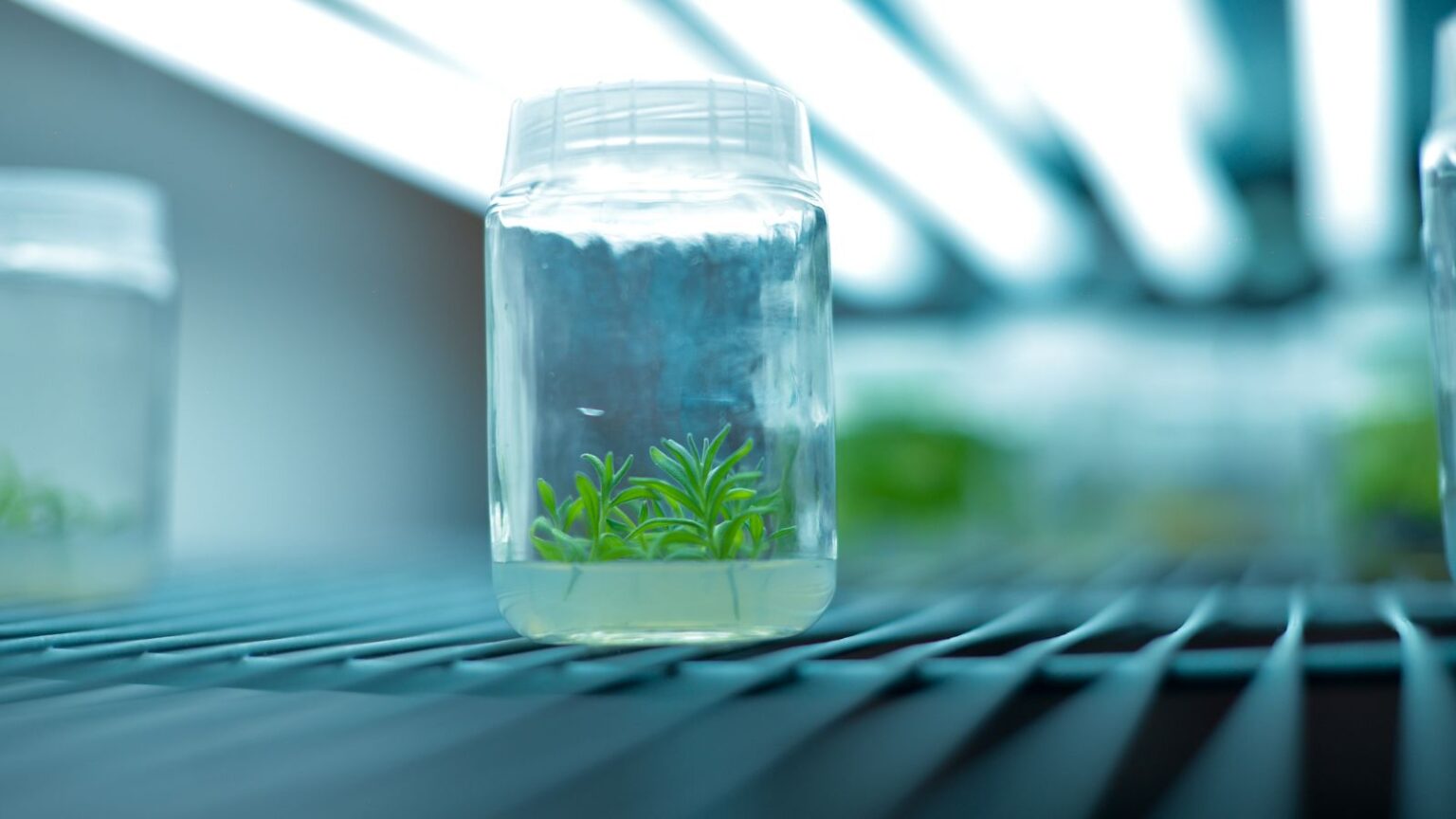 How to Propagate Lavender in 5 Ways