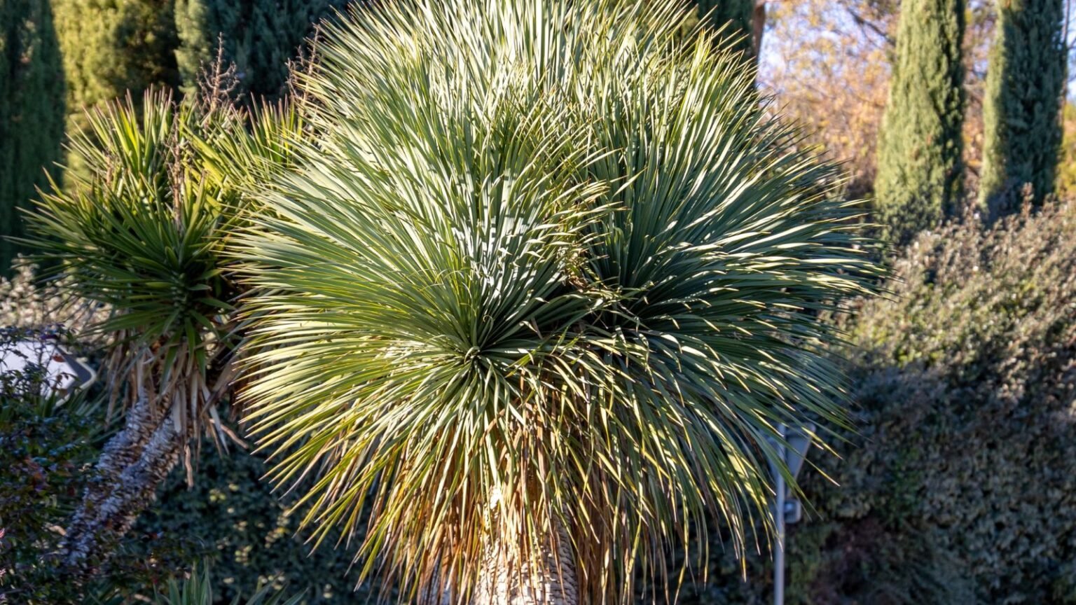 How to Plant, Grow, and Care for Yucca Rostrata