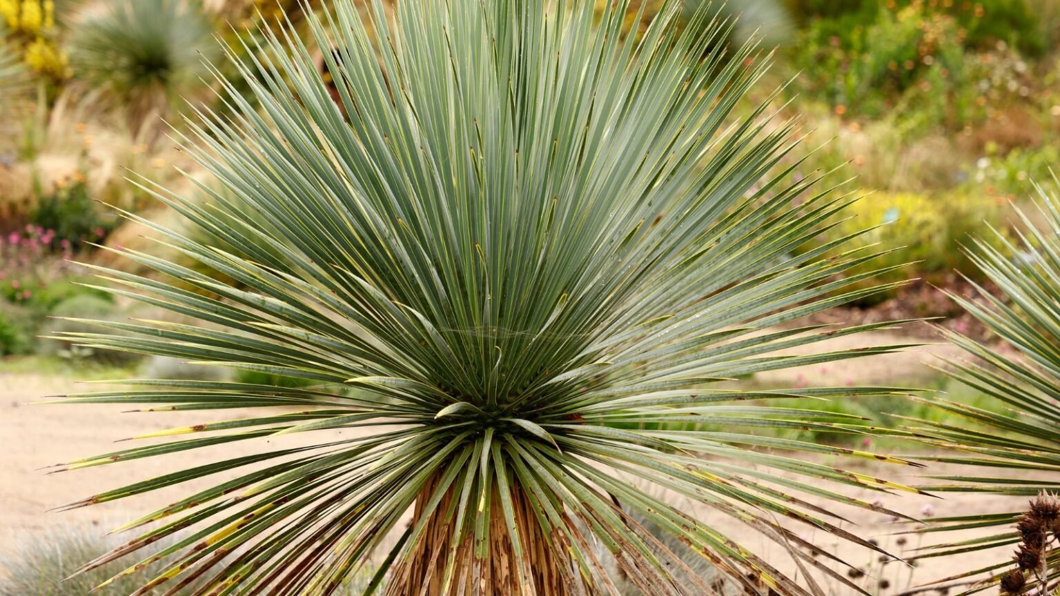 How to Plant, Grow, and Care for Yucca Rostrata