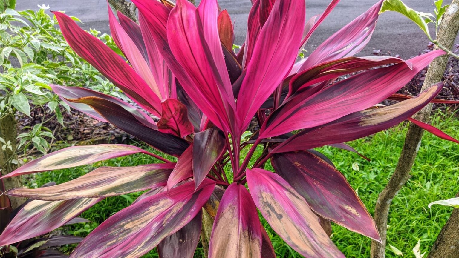 How to Plant, Grow, and Care for Hawaiian Ti Plant