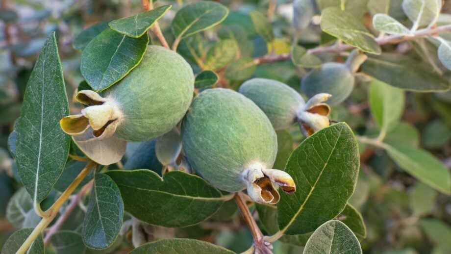 How to Plant, Grow, and Care for Strawberry Guava Tree