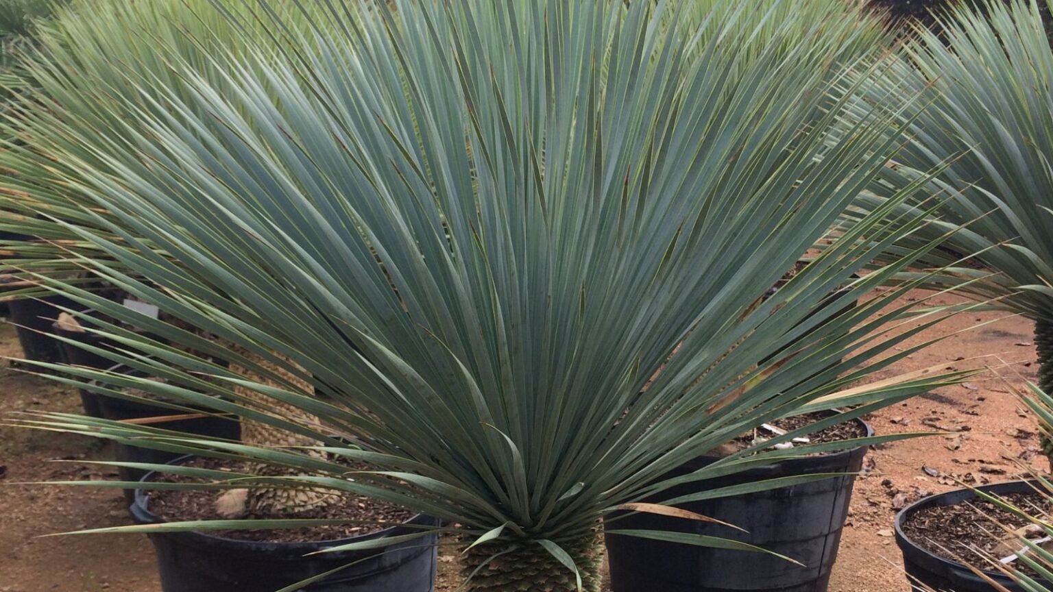 How to Plant, Grow, and Care for Yucca Rostrata
