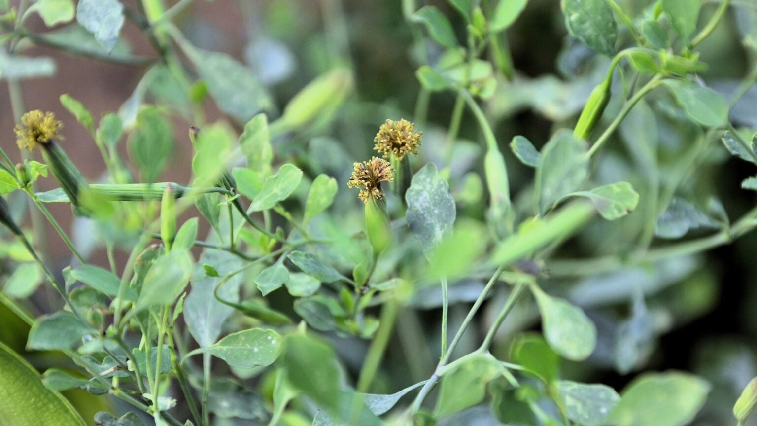 How to Plant, Grow, and Care for Papalo Herb