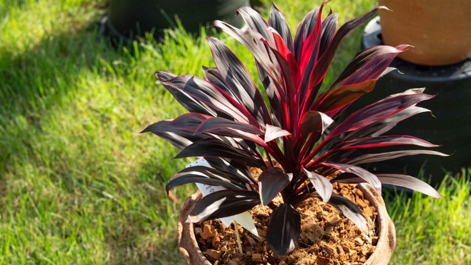 How to Plant, Grow, and Care for Hawaiian Ti Plant