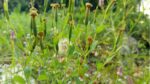 How to Plant, Grow, and Care for Papalo Herb