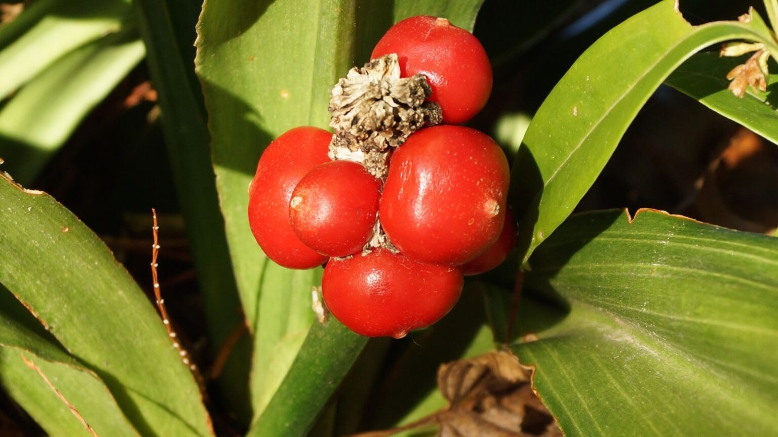 How to Plant, Grow, and Care for Rohdea Japonica