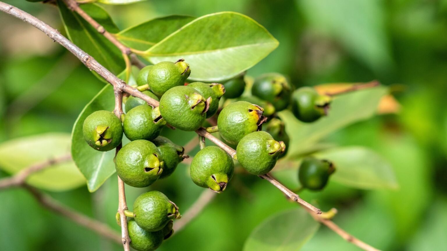 How to Plant, Grow, and Care for Strawberry Guava Tree