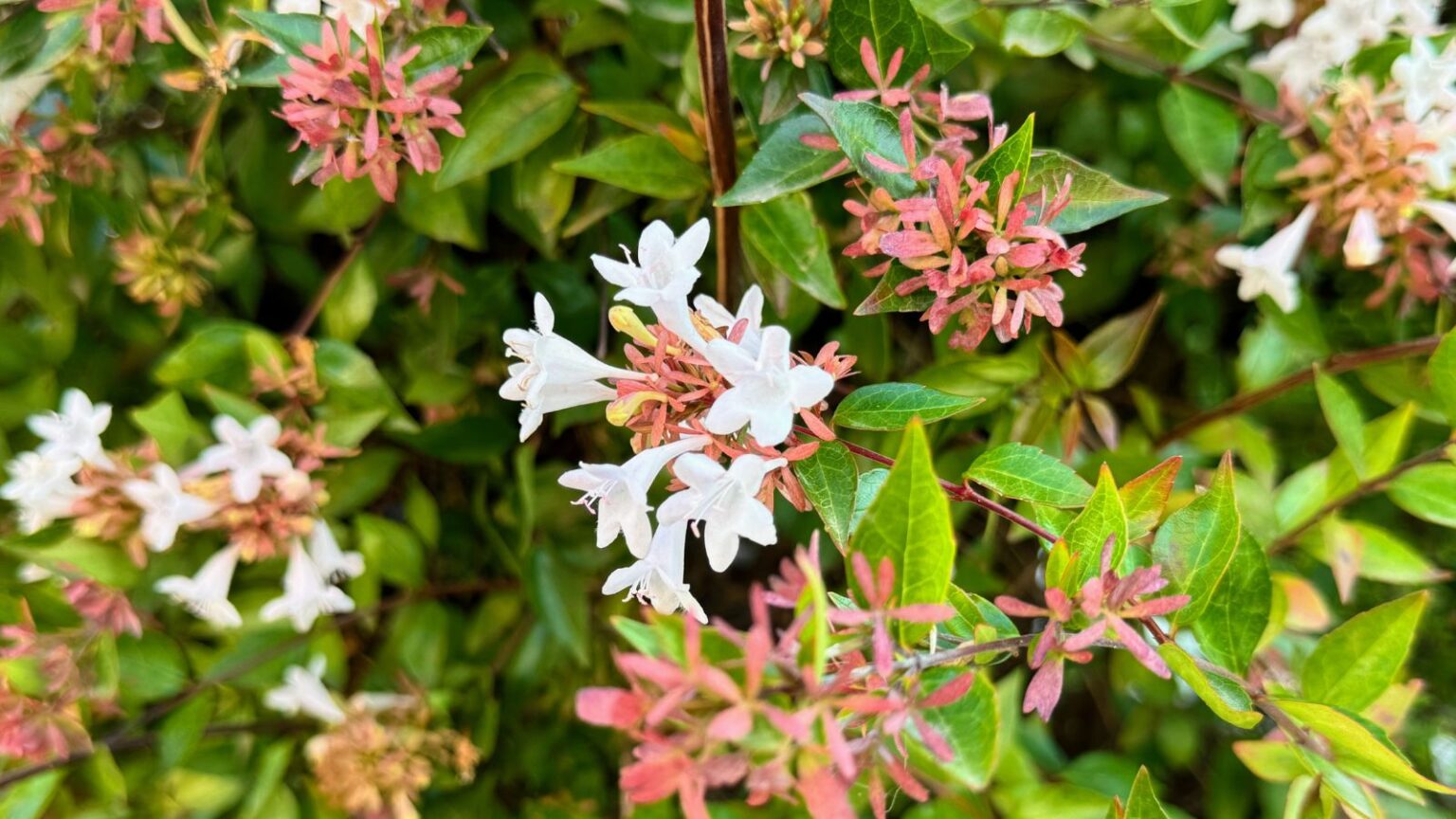 How to Plant, Grow, and Care For ‘Ruby Anniversary’ Abelia