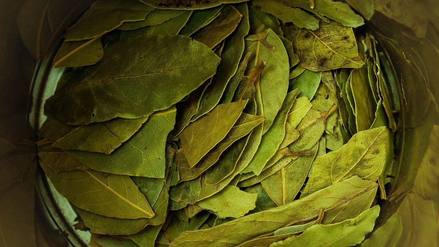 How to Plant, Grow, and Care for Bay Laurel