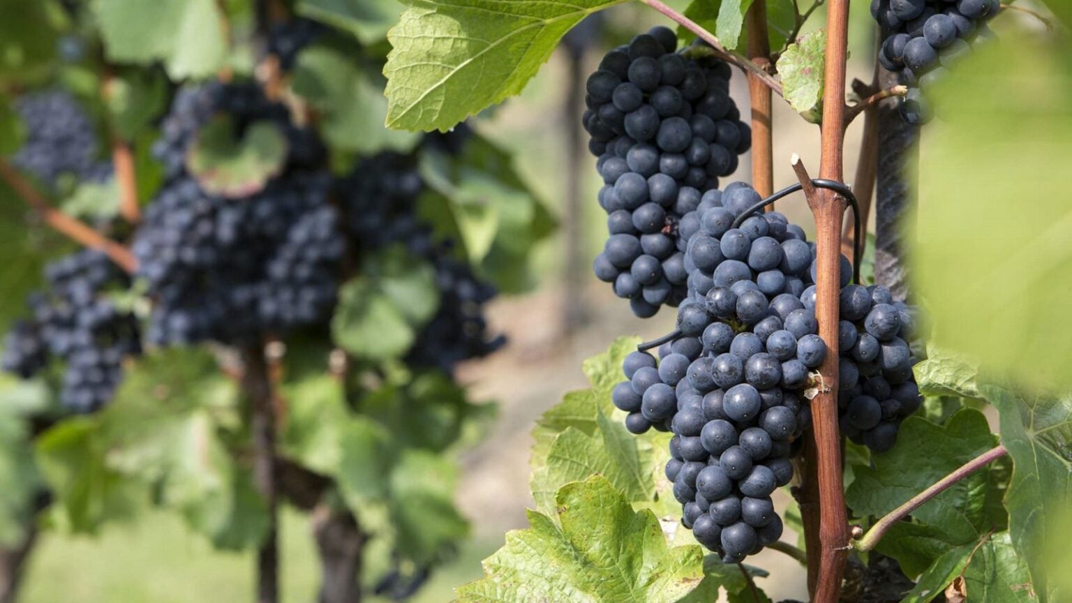 How to Plant, Grow, and Care for Grapes