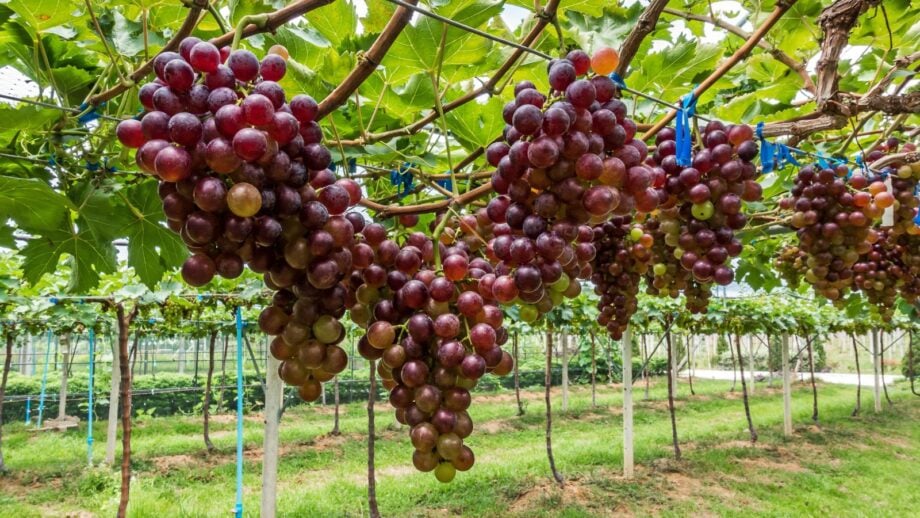 How to Plant, Grow, and Care for Grapes
