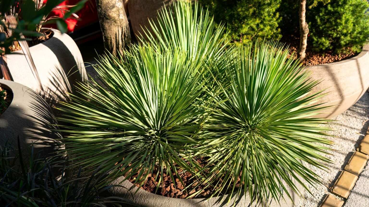 How to Plant, Grow, and Care for Yucca Rostrata