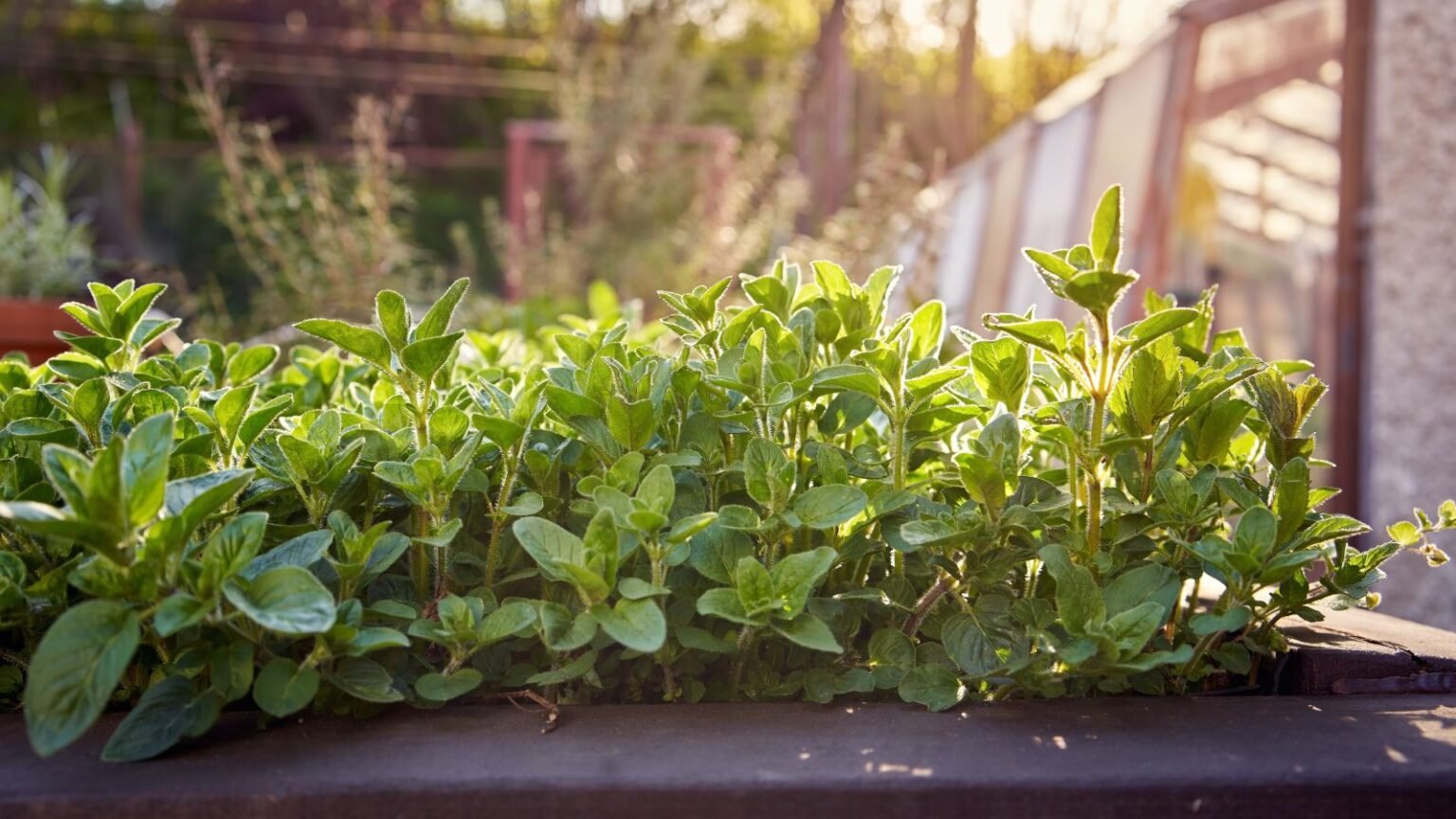 How to Plant, Grow, and Care for Oregano