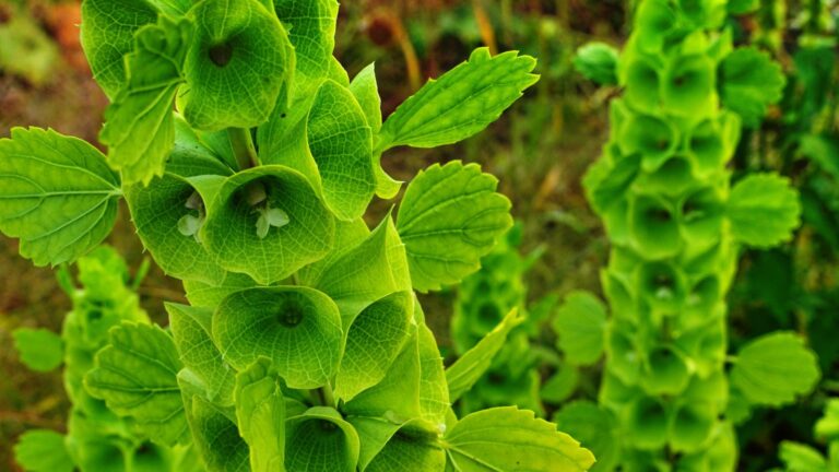 How to Plant, Grow, and Care for Bells of Ireland