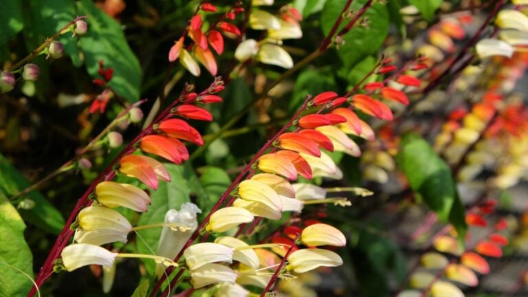 How to Plant, Grow, and Care for Mina Lobata