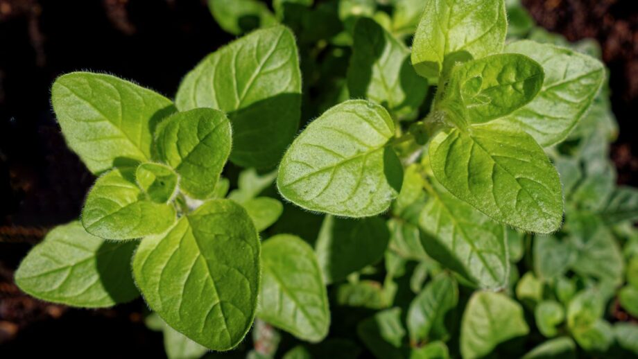 How to Plant, Grow, and Care for Oregano