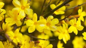 How to Plant, Grow, and Care for Winter Jasmine