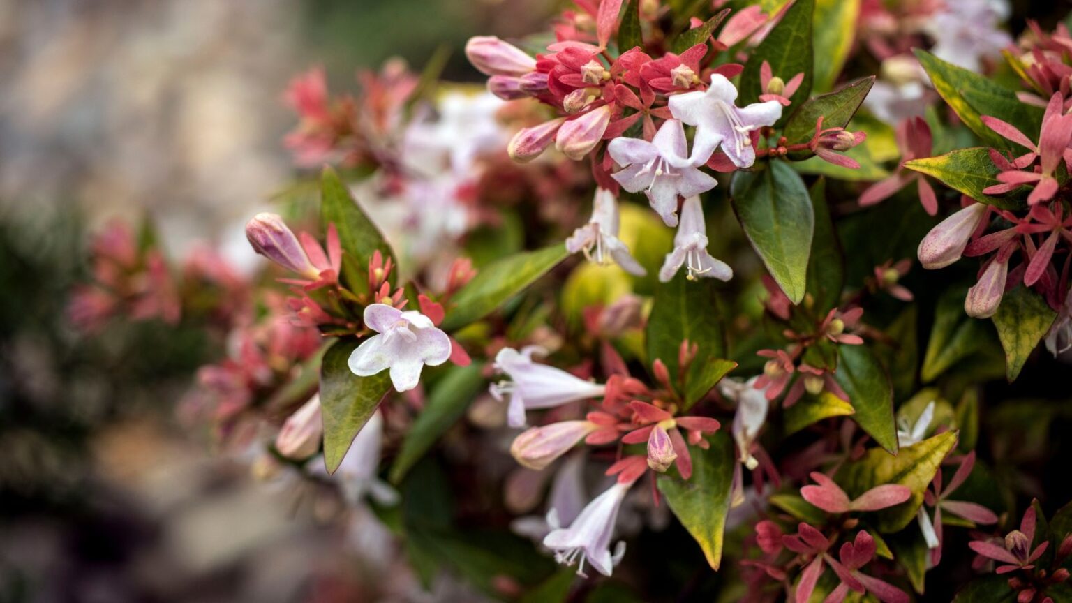 How to Plant, Grow, and Care For ‘Ruby Anniversary’ Abelia