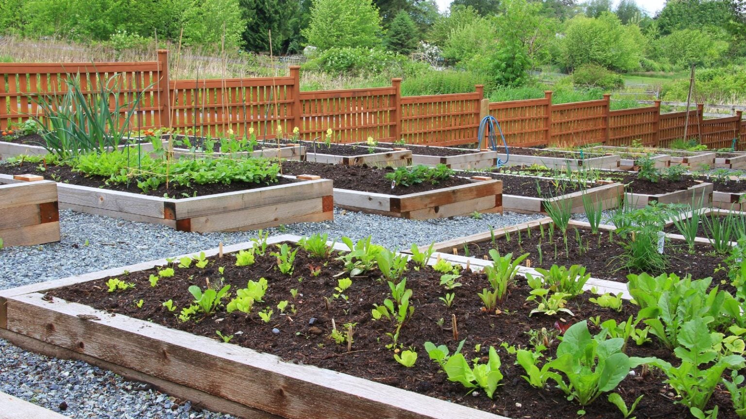 How to Plan a Vegetable Garden Layout Step-by-Step