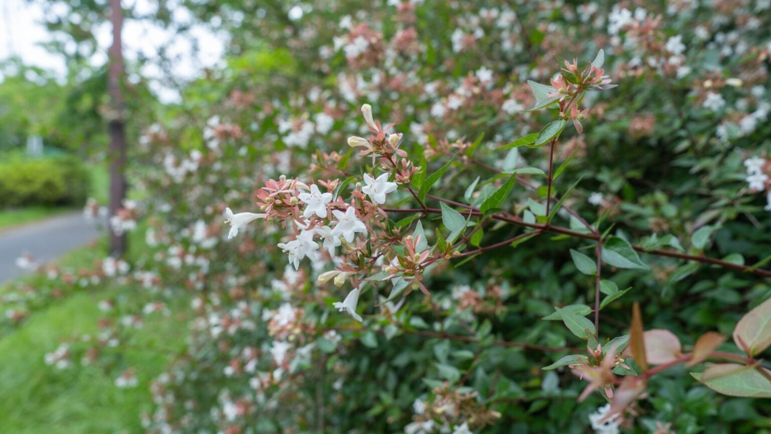 How to Plant, Grow, and Care For ‘Ruby Anniversary’ Abelia