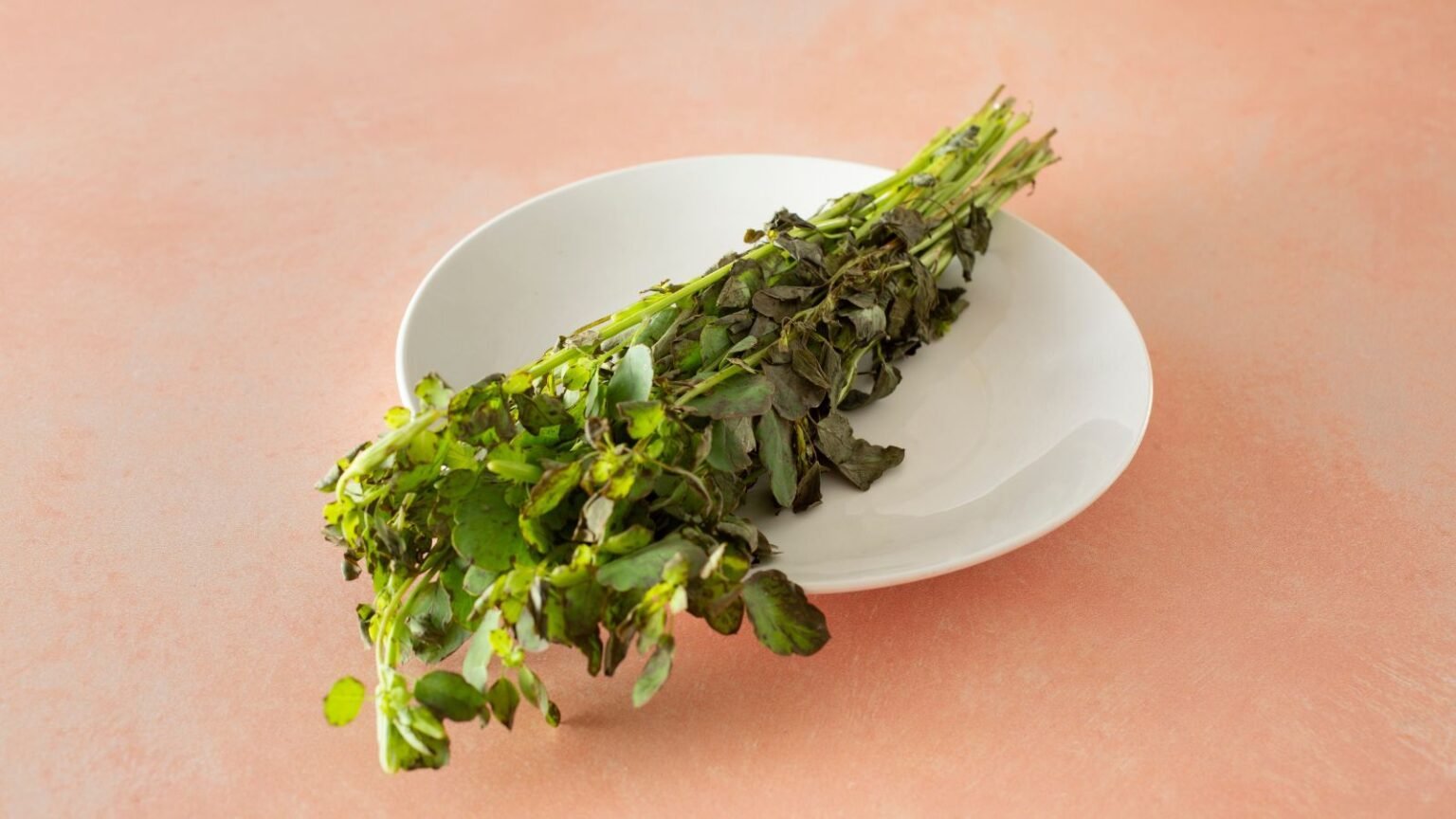 How to Plant, Grow, and Care for Papalo Herb