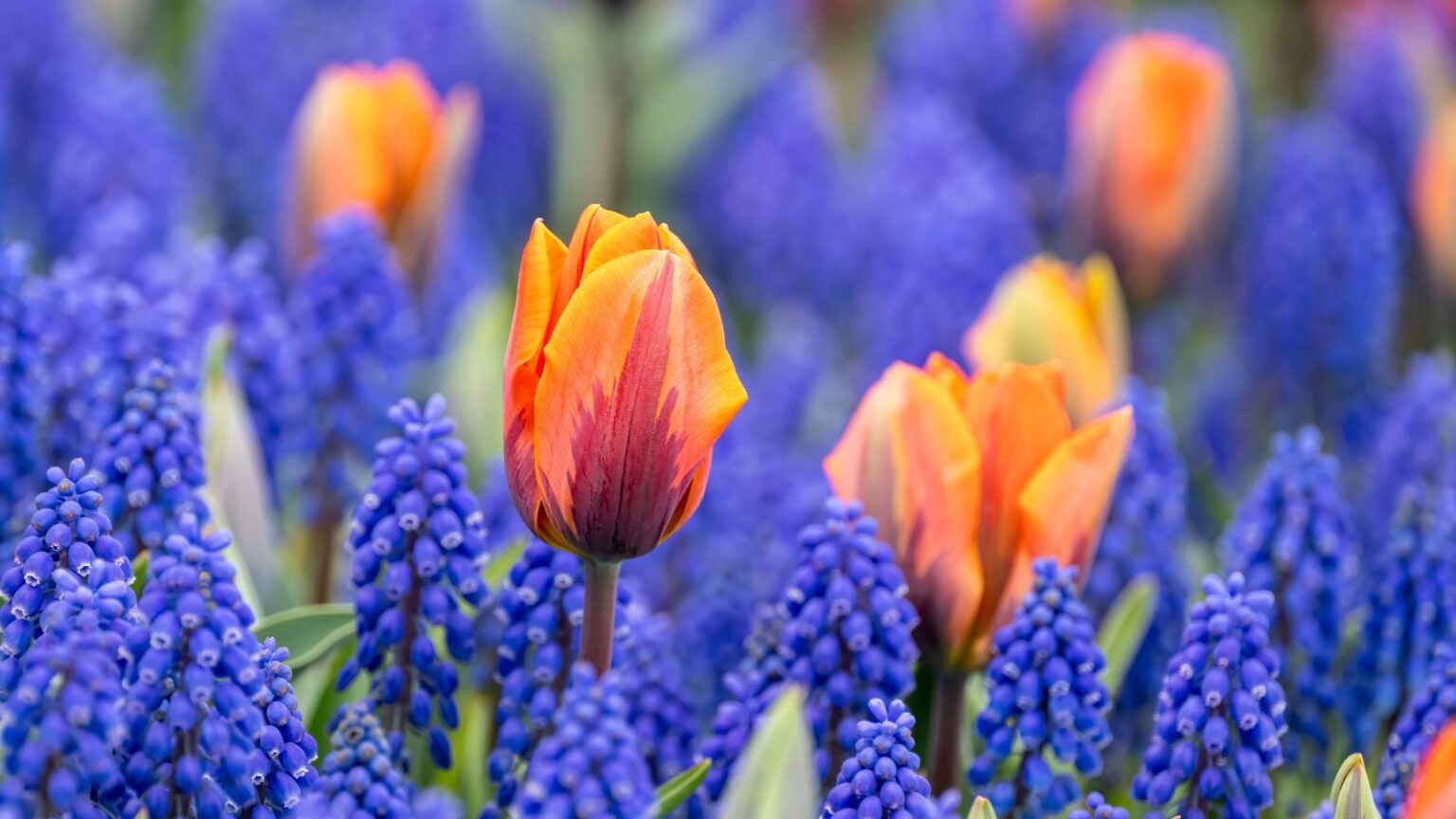 How to Plant a Lasagna Bulb Garden For Months of Blooms