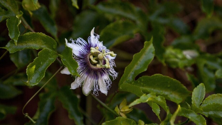 How to Plant, Grow, and Care for Passion Flower