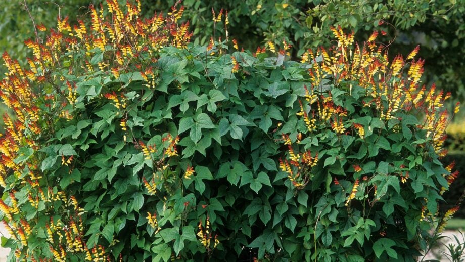 How to Plant, Grow, and Care for Mina Lobata